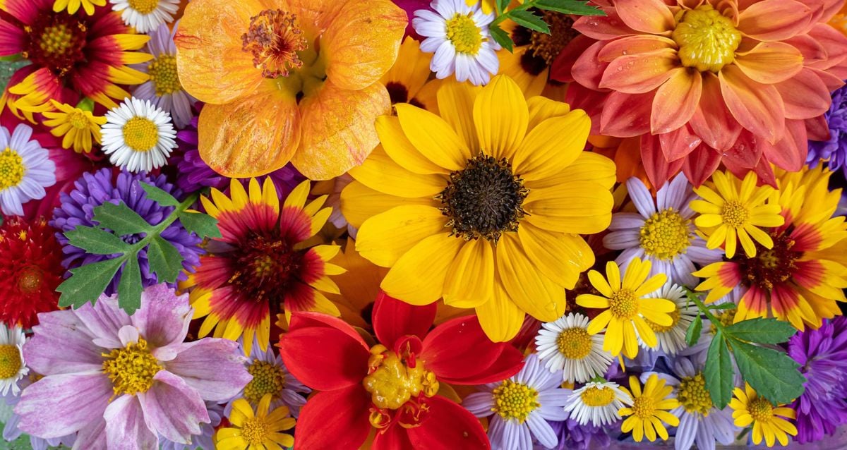 The Past, Present, and Future of Floral: An IFPA Webinar