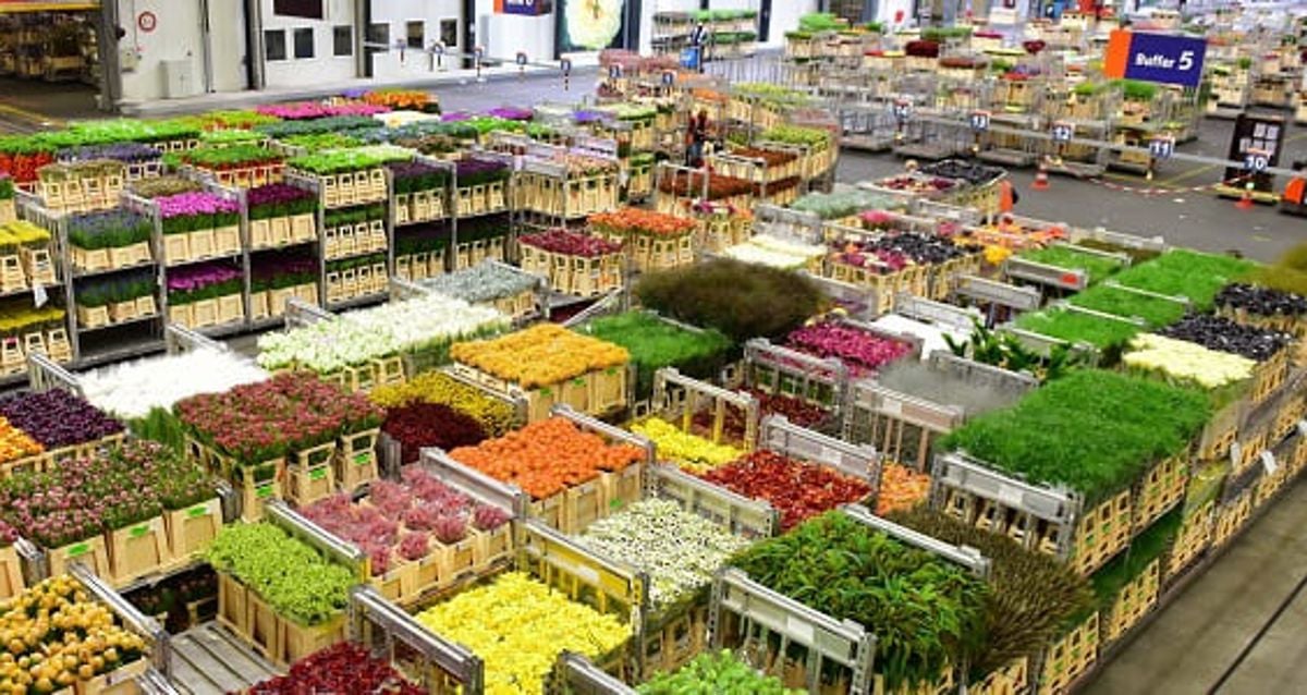 Exporting Cut Flowers or Plants From Mexico to the U.S.