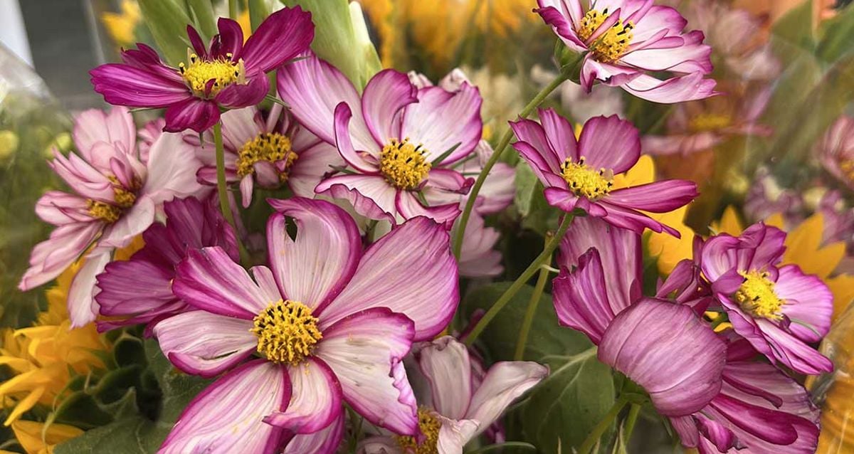 Floral Market Trends & Consumer Data | IFPA Reports