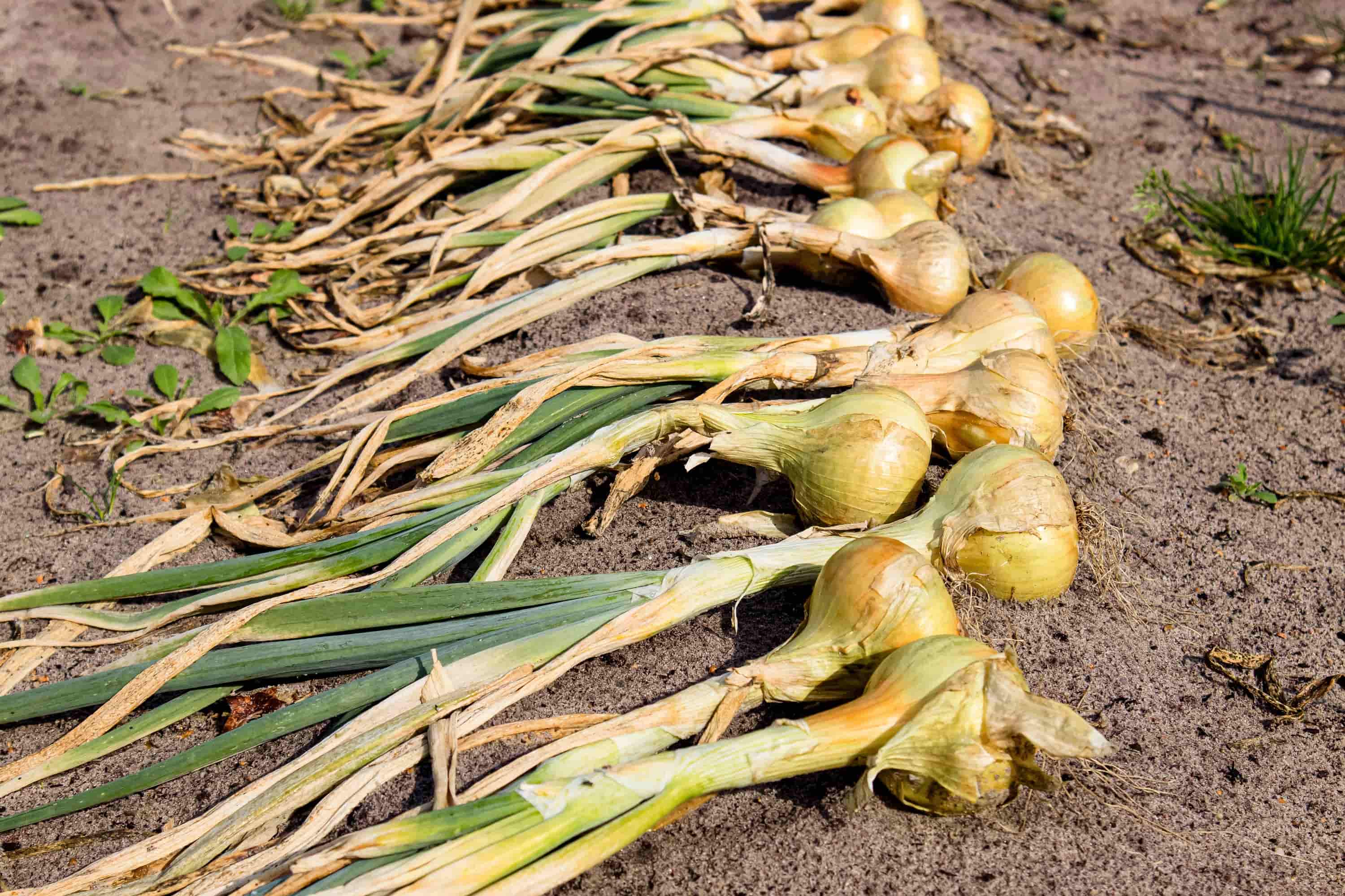 Dry Bulb Onion Supply Chain Webinar