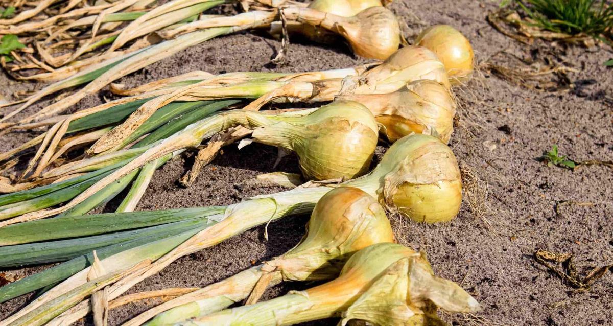 Dry Bulb Onion Supply Chain Webinar