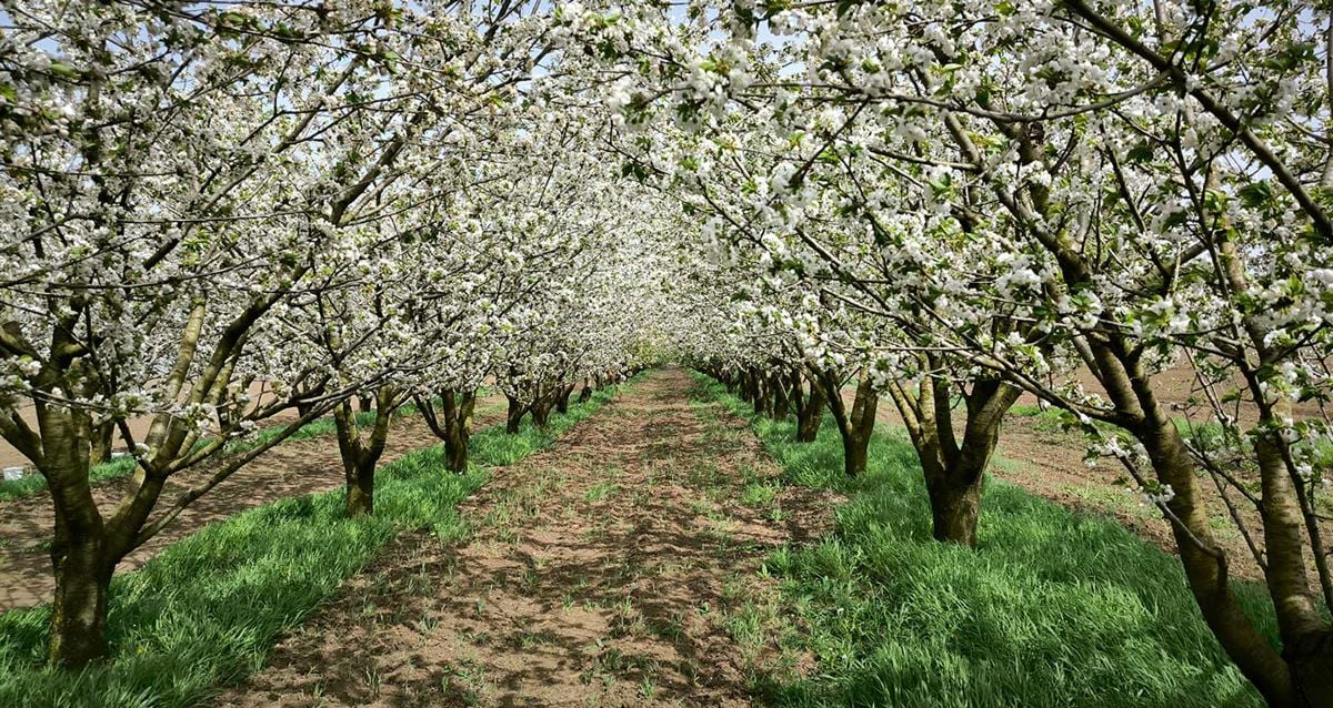 Healthier Diets via Gene Editing: Increasing Produce Consumption