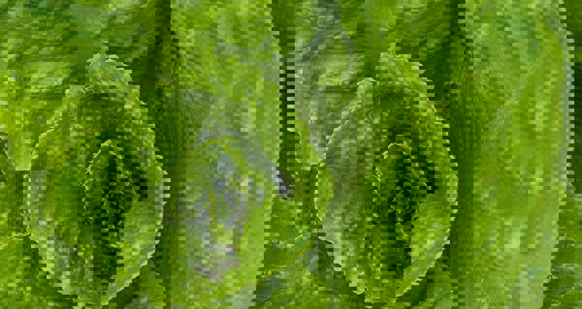 2024 California LGMA Food Safety Update